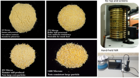 Corn Particle Size - Pay Attention and Harvest the Value - Standard ...
