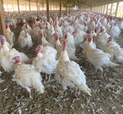 Dietary Fats for Poultry - Standard Nutrition Services